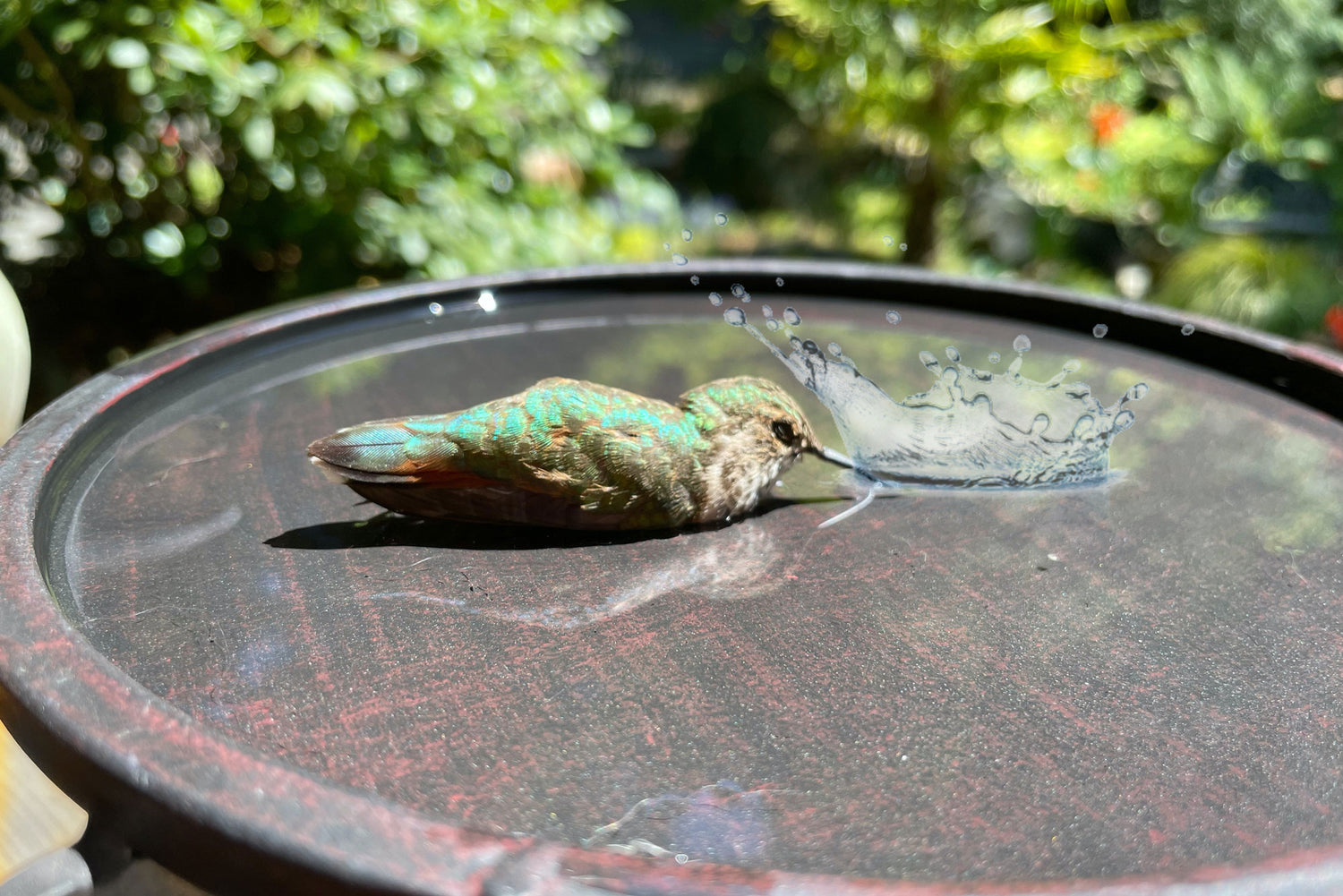 Creating a Hummingbird-Friendly Water Feature: Step-by-Step Instructio ...